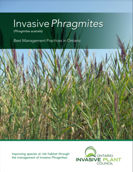Invasive Phragmites | FOCA