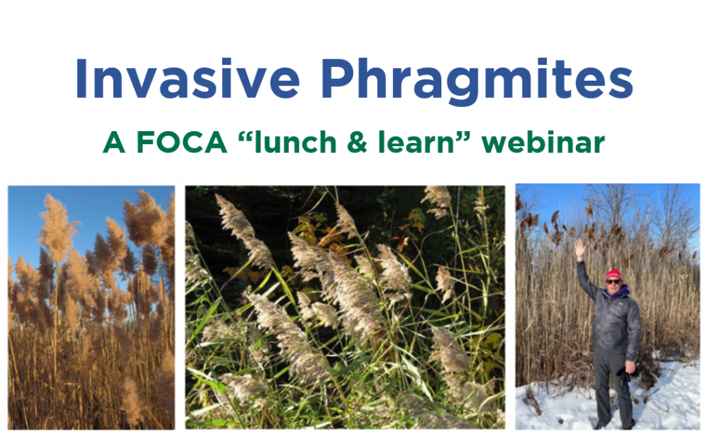 Invasive Phragmites | FOCA