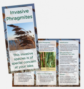 Invasive Phragmites | FOCA