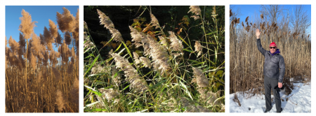 Invasive Phragmites | FOCA