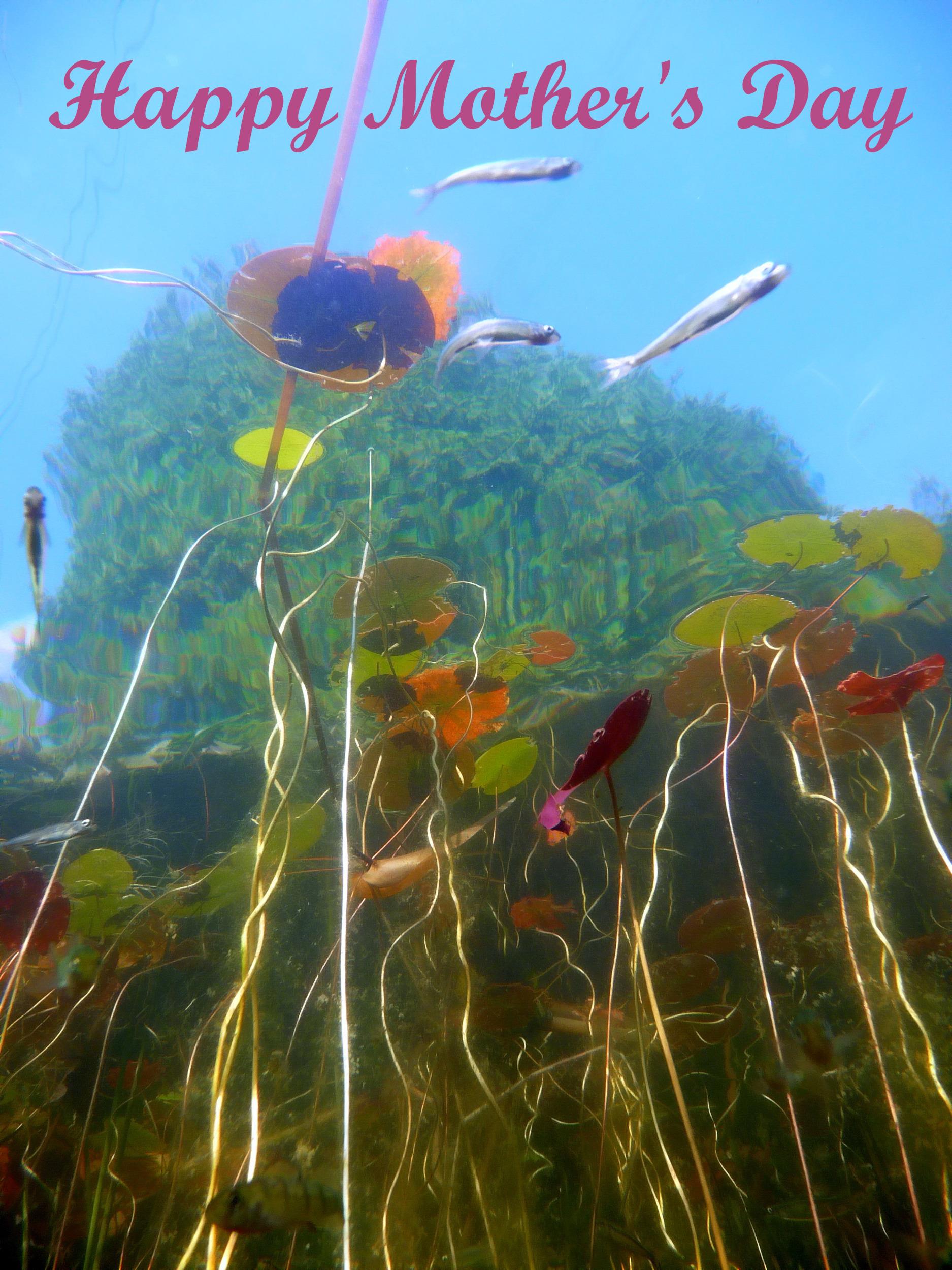 Give a Mother’s Day Gift: Friend of FOCA - FOCA answers Ontario cottage ...