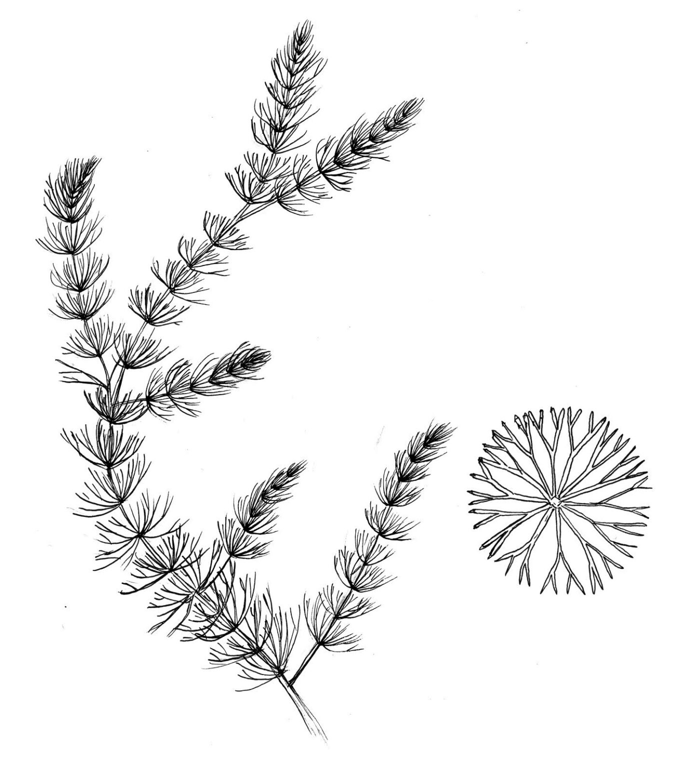 Aquatic Plants - FOCA answers Ontario cottage country questions