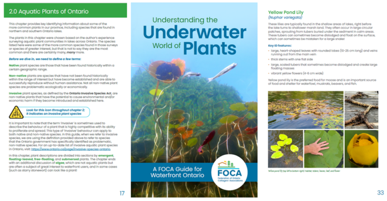 Aquatic Plants - FOCA answers Ontario cottage country questions