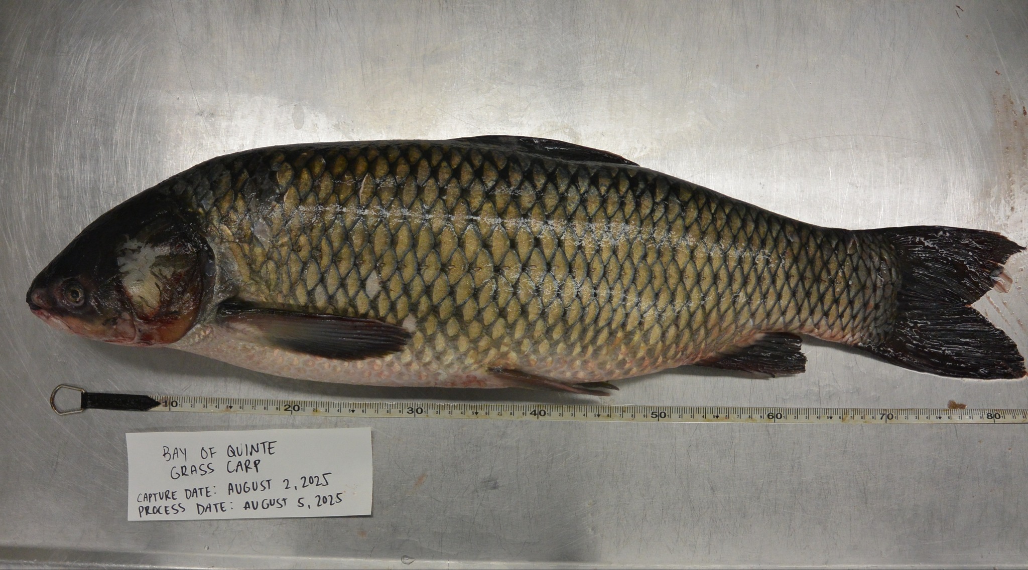 Invasive Carps - FOCA answers Ontario cottage country questions